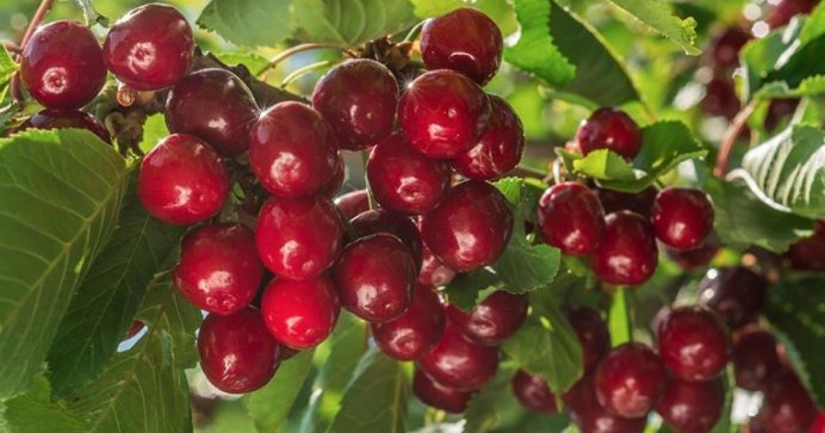 Cerisier Burlat | Cauville-sur-mer