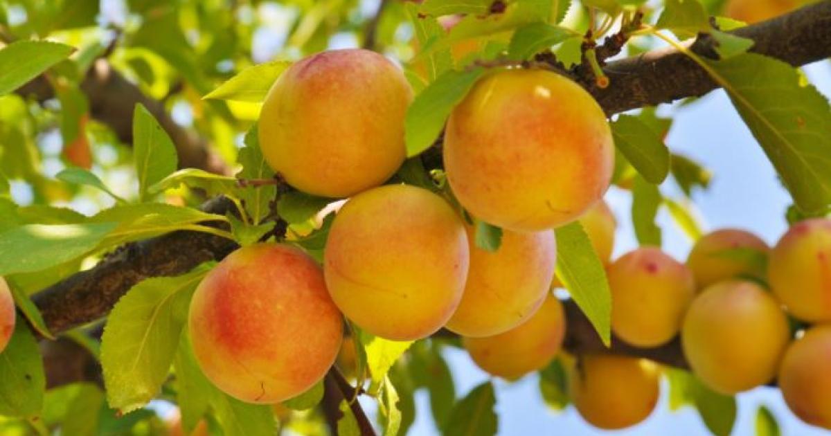 Prunier Sainte Catherine | Cauville-sur-mer