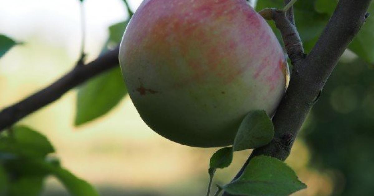 Pommier Grand Alexandre | Cauville-sur-mer